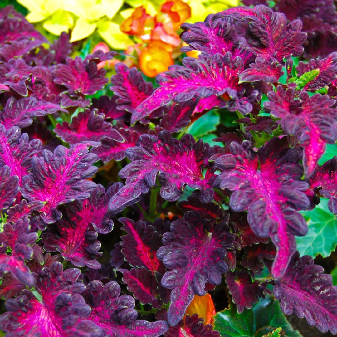 Black Dragon Coleus